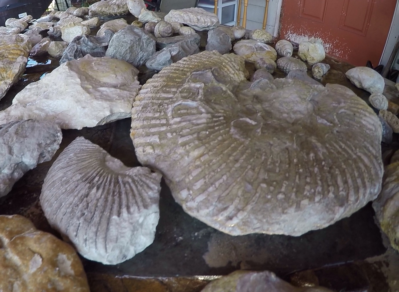 Weekend trip to the Goodland Formation - Fossil Hunting Trips - The ...