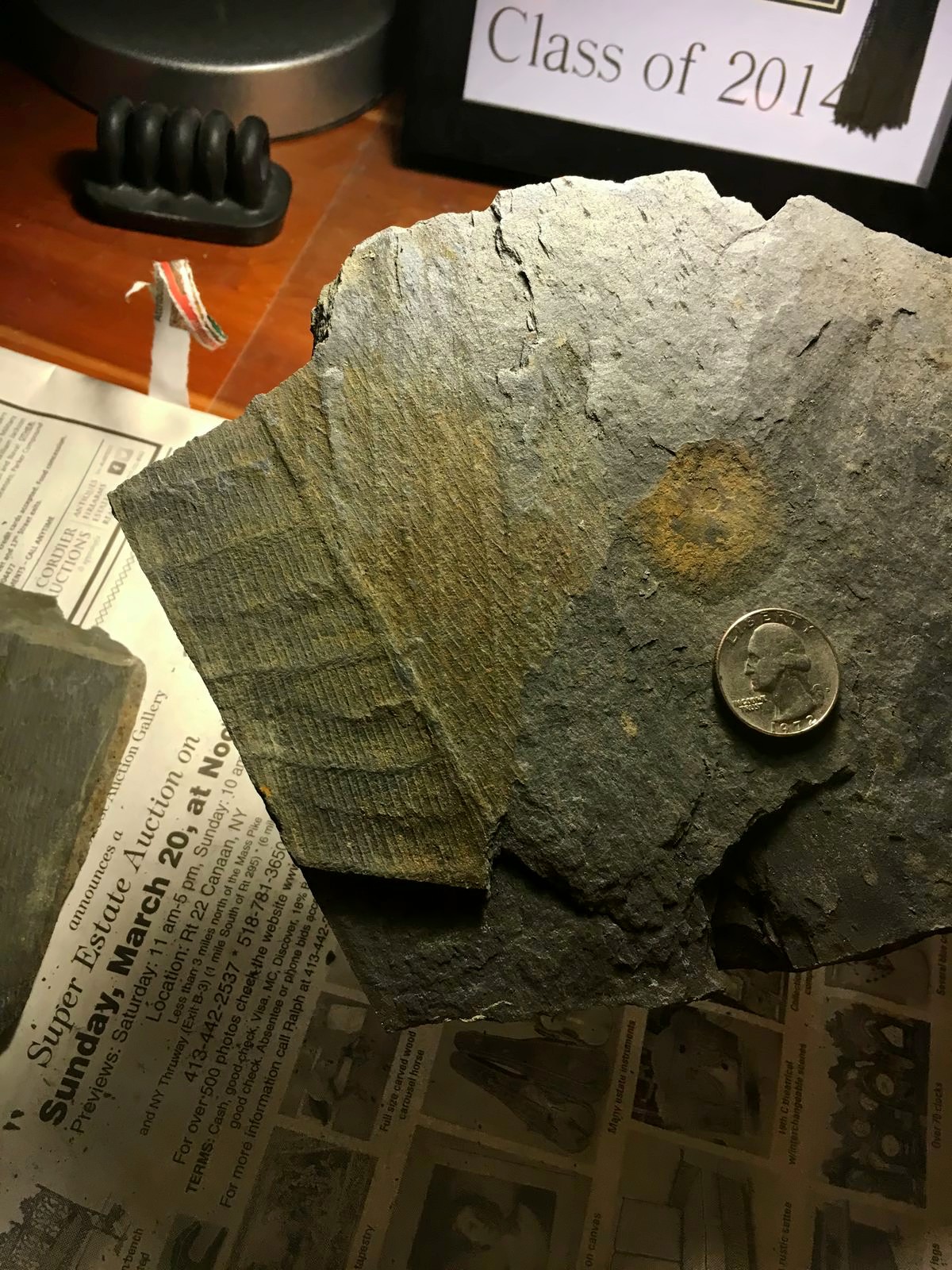 Beginner's Luck! - Fossil Hunting Trips - The Fossil Forum