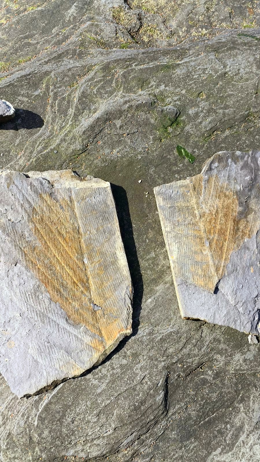 Beginner's Luck! - Fossil Hunting Trips - The Fossil Forum
