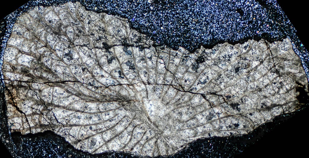 Rugose Coral from the CanadaWest member collection. - Micro ...