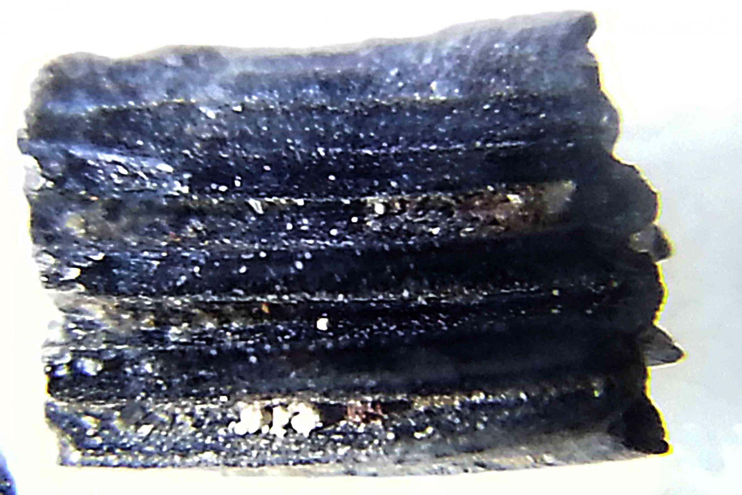 Microfossils from Merritt Island - Fossil ID - The Fossil Forum