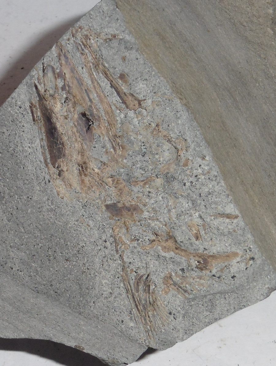 Maybe a fish ? - Fossil ID - The Fossil Forum