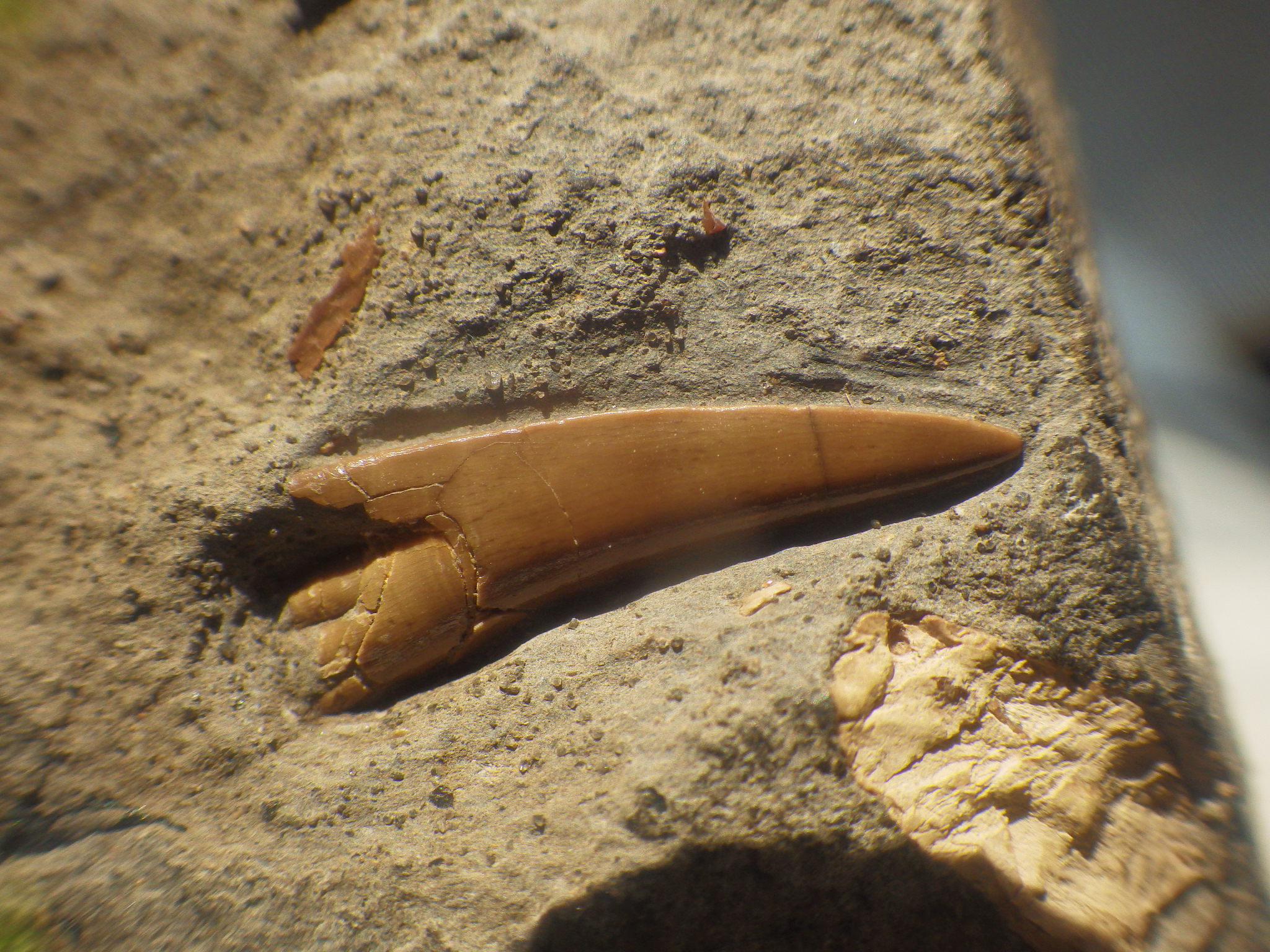 Possible amphibian tooth - Fossil ID - The Fossil Forum