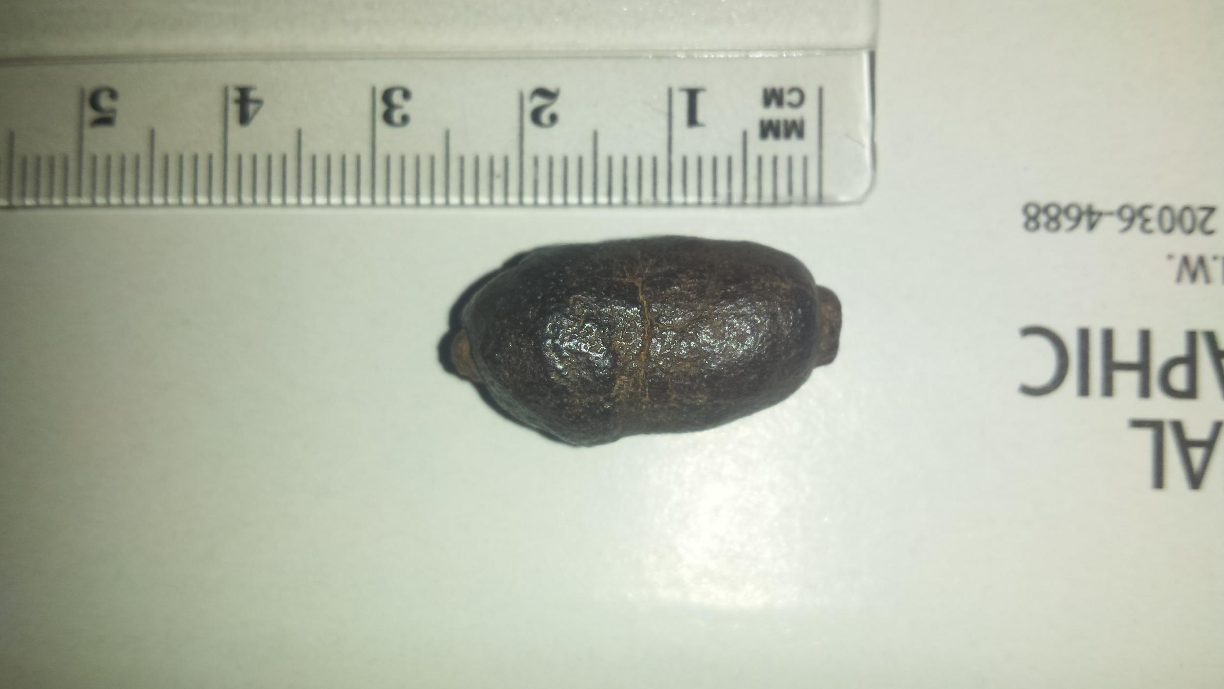 Is this an acorn? - Fossil ID - The Fossil Forum