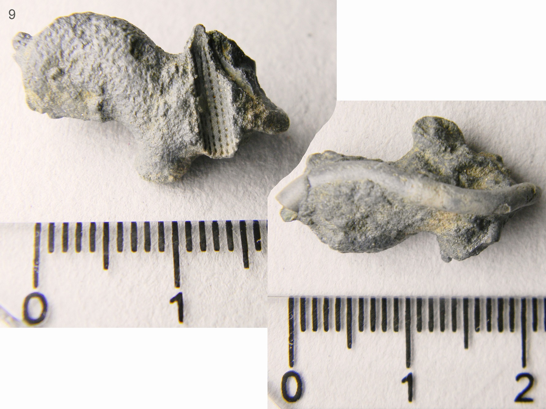 Coral/sponge. Eocene. Ukraine. South Kyiv region. - Fossil ID - The ...