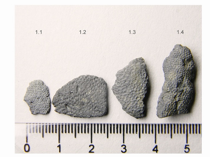 Coral/sponge. Eocene. Ukraine. South Kyiv region. - Fossil ID - The ...