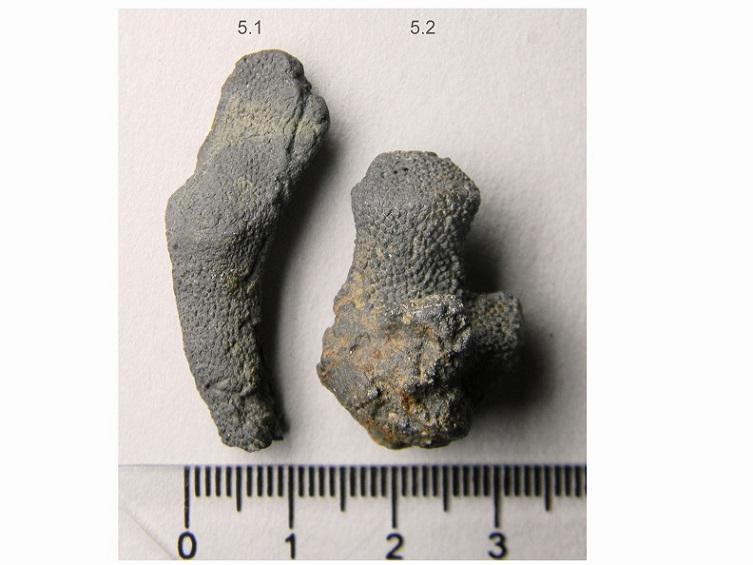 Coral/sponge. Eocene. Ukraine. South Kyiv region. - Fossil ID - The ...