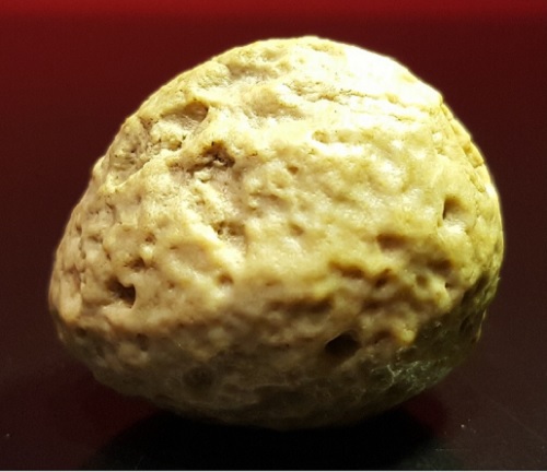 Nut, seed ? - Fossil ID - The Fossil Forum