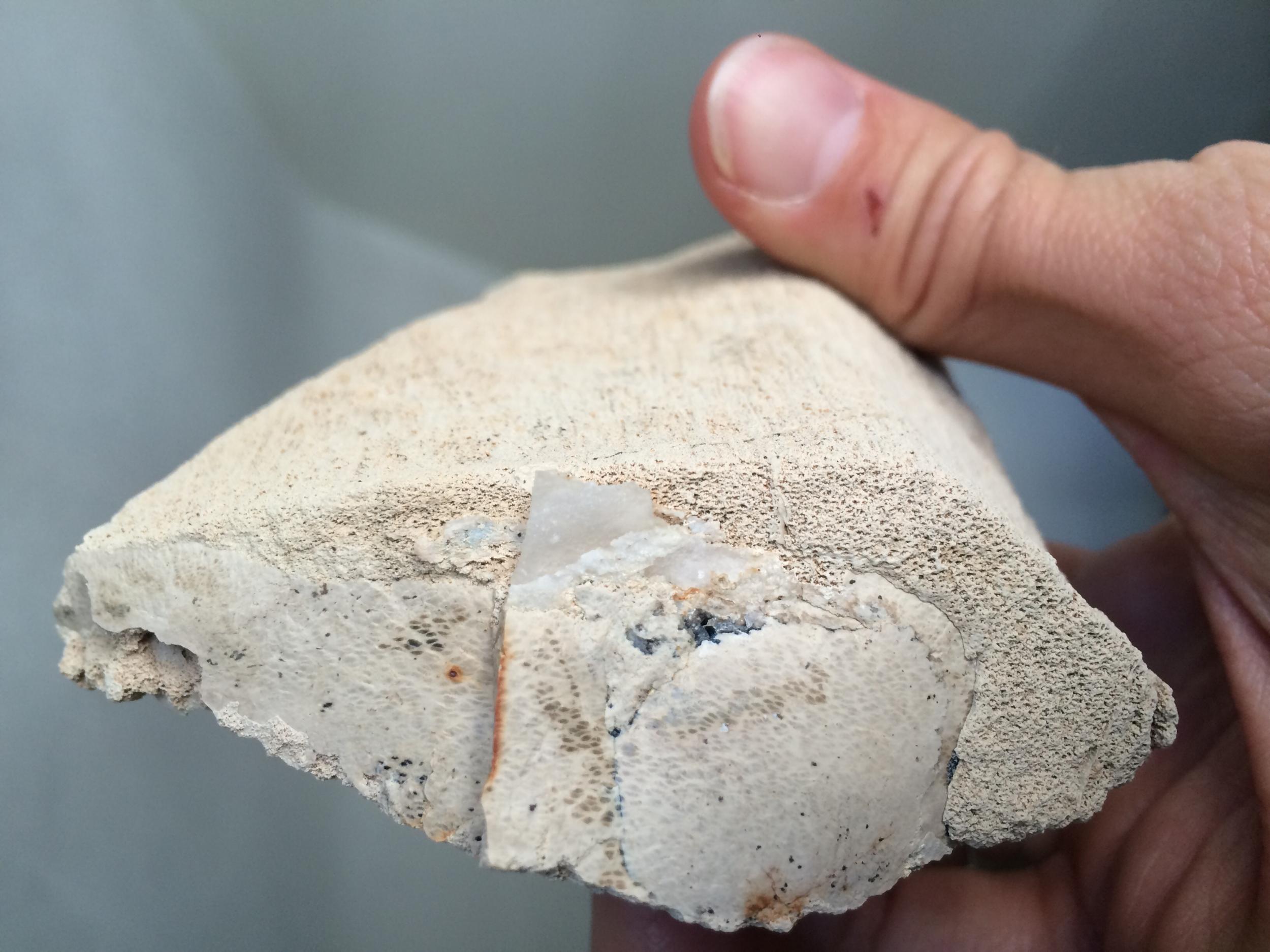 Thoughts on the origin of this petrified bone piece? - Fossil ID - The ...