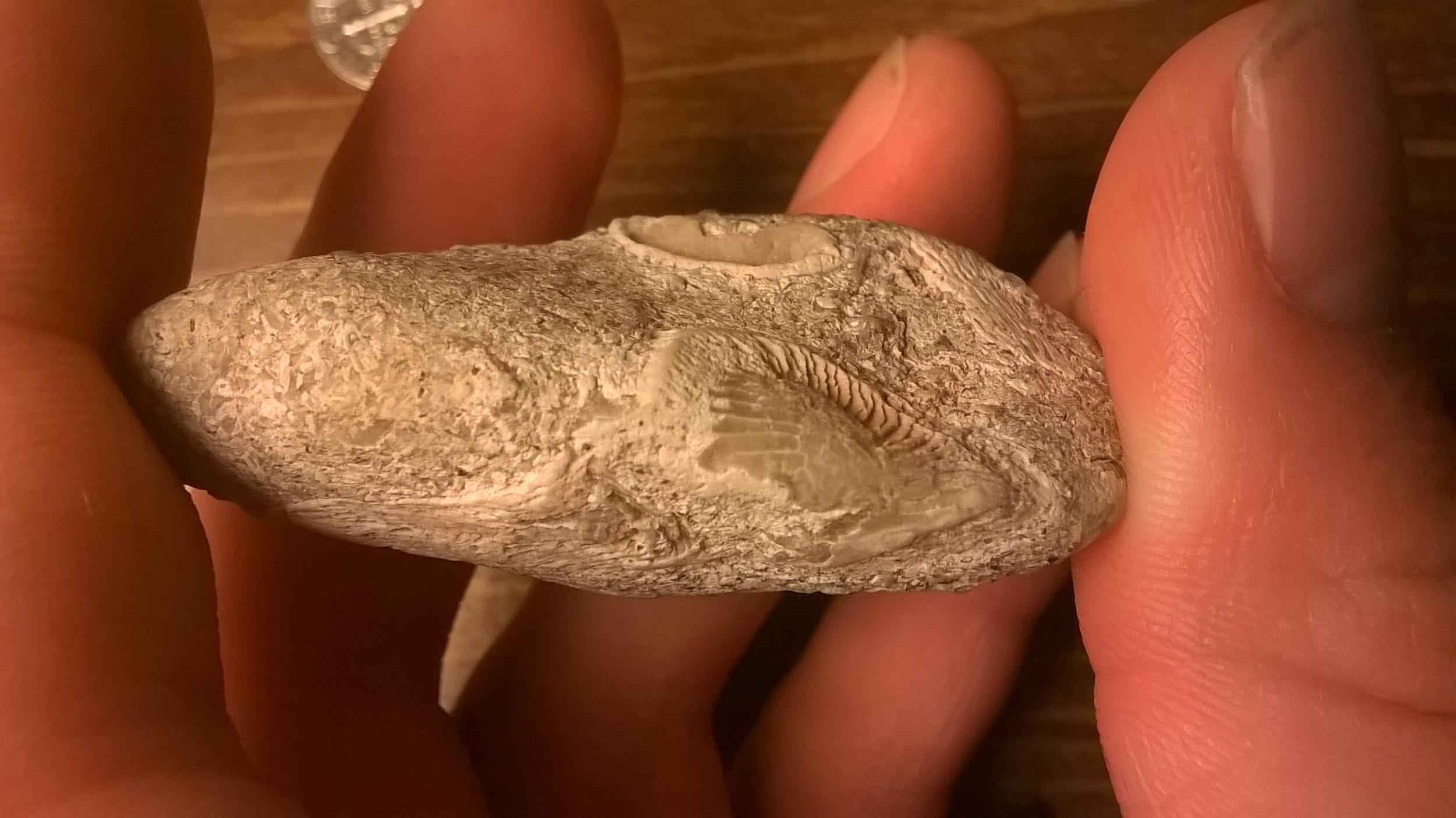 Multiple fossils in one rock. Help id. - Fossil ID - The Fossil Forum