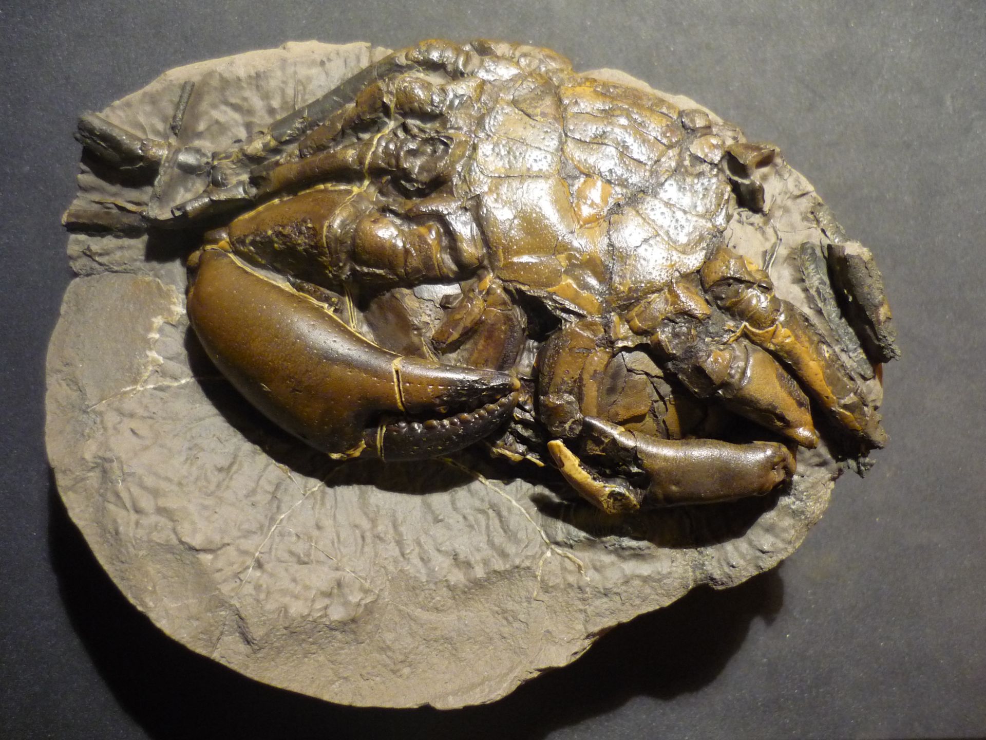 Left handed crabs? - Questions & Answers - The Fossil Forum