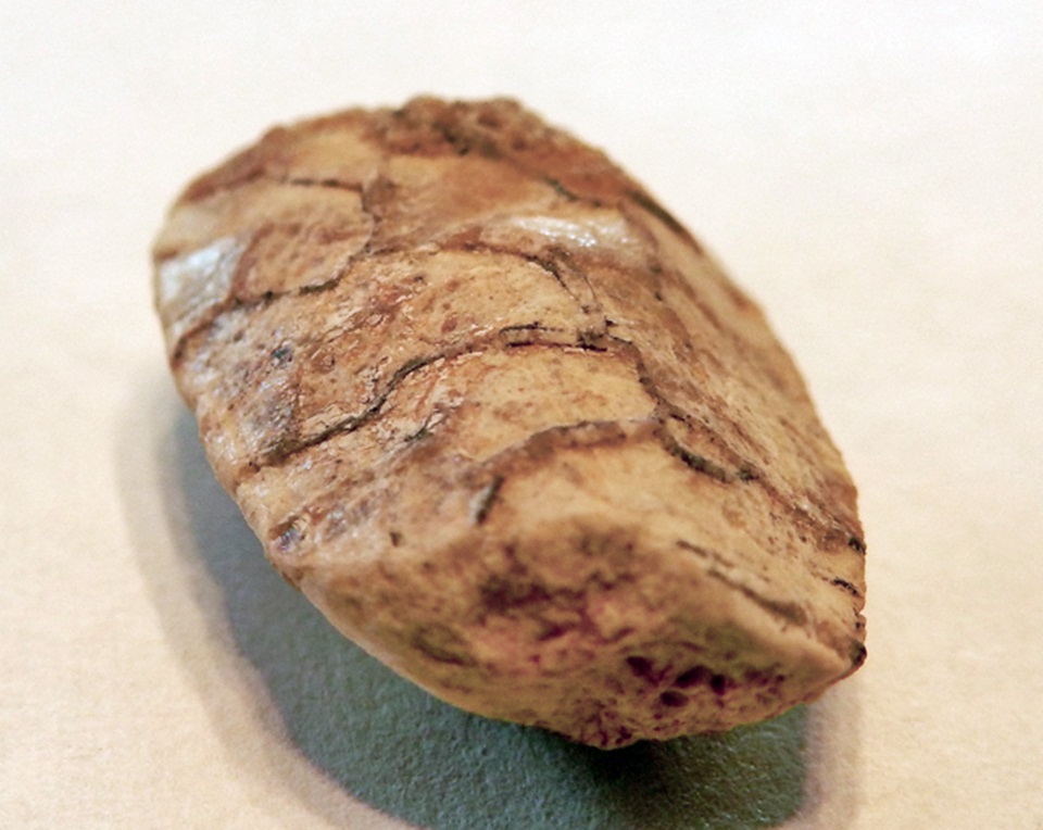 SE Minnesota, Limestone, Ordovician - Fossil ID - The Fossil Forum