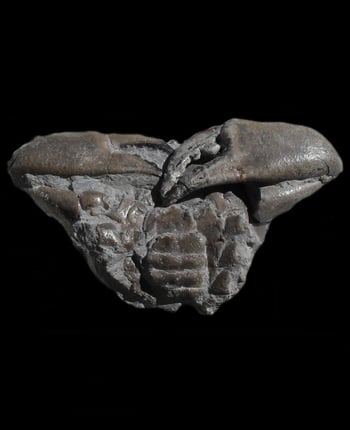 Left handed crabs? - Questions & Answers - The Fossil Forum
