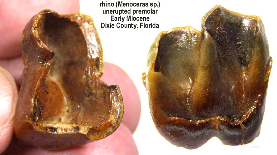 Help Identifying - Fossil ID - The Fossil Forum