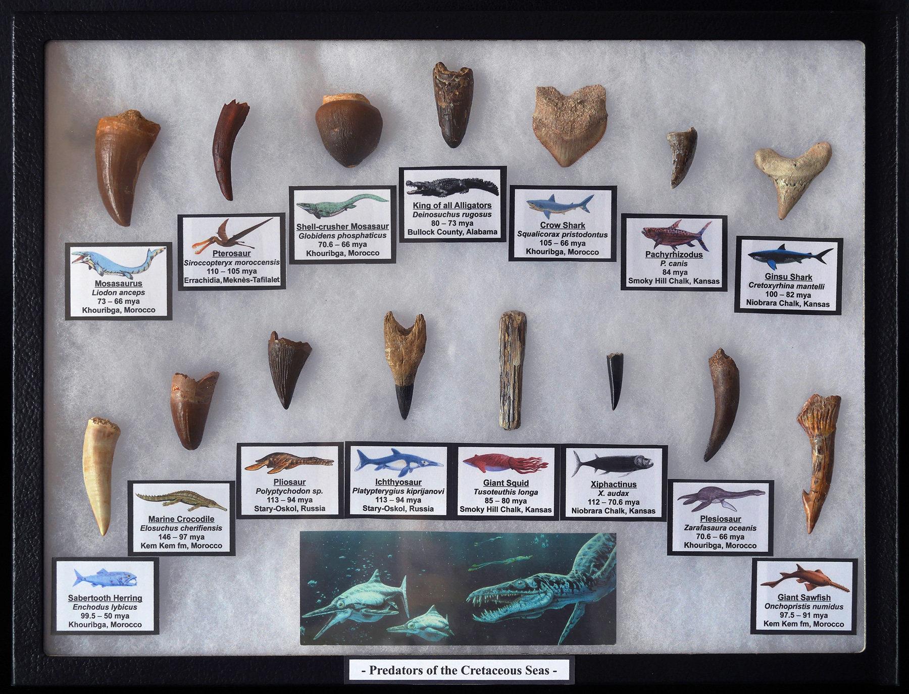 Newbie Collector - Displaying Fossils on a Shelf or Wall - General ...