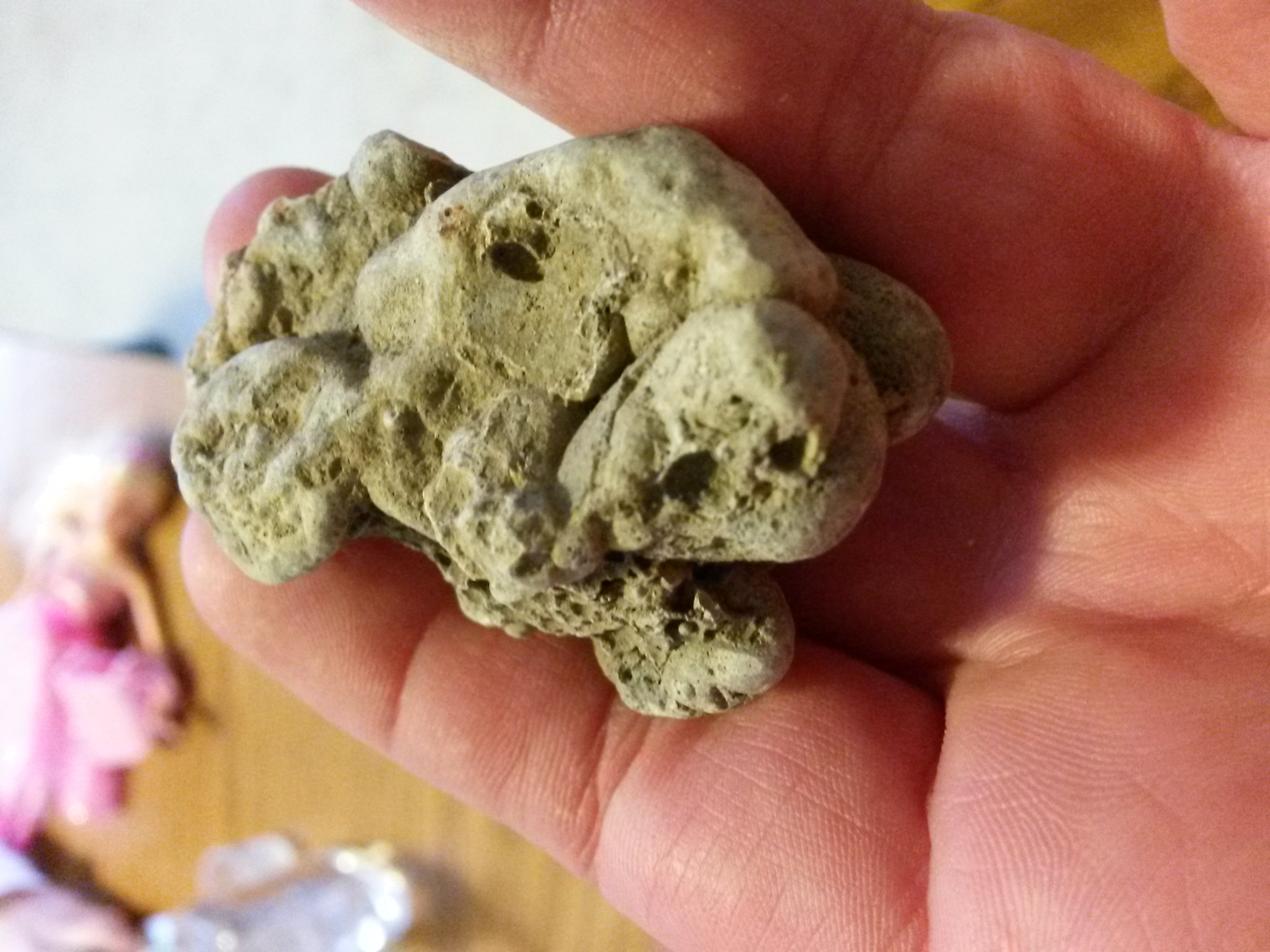 burrows, ? and maybe plant? - Fossil ID - The Fossil Forum