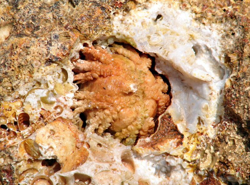 Crinoid Cup? - Fossil ID - The Fossil Forum