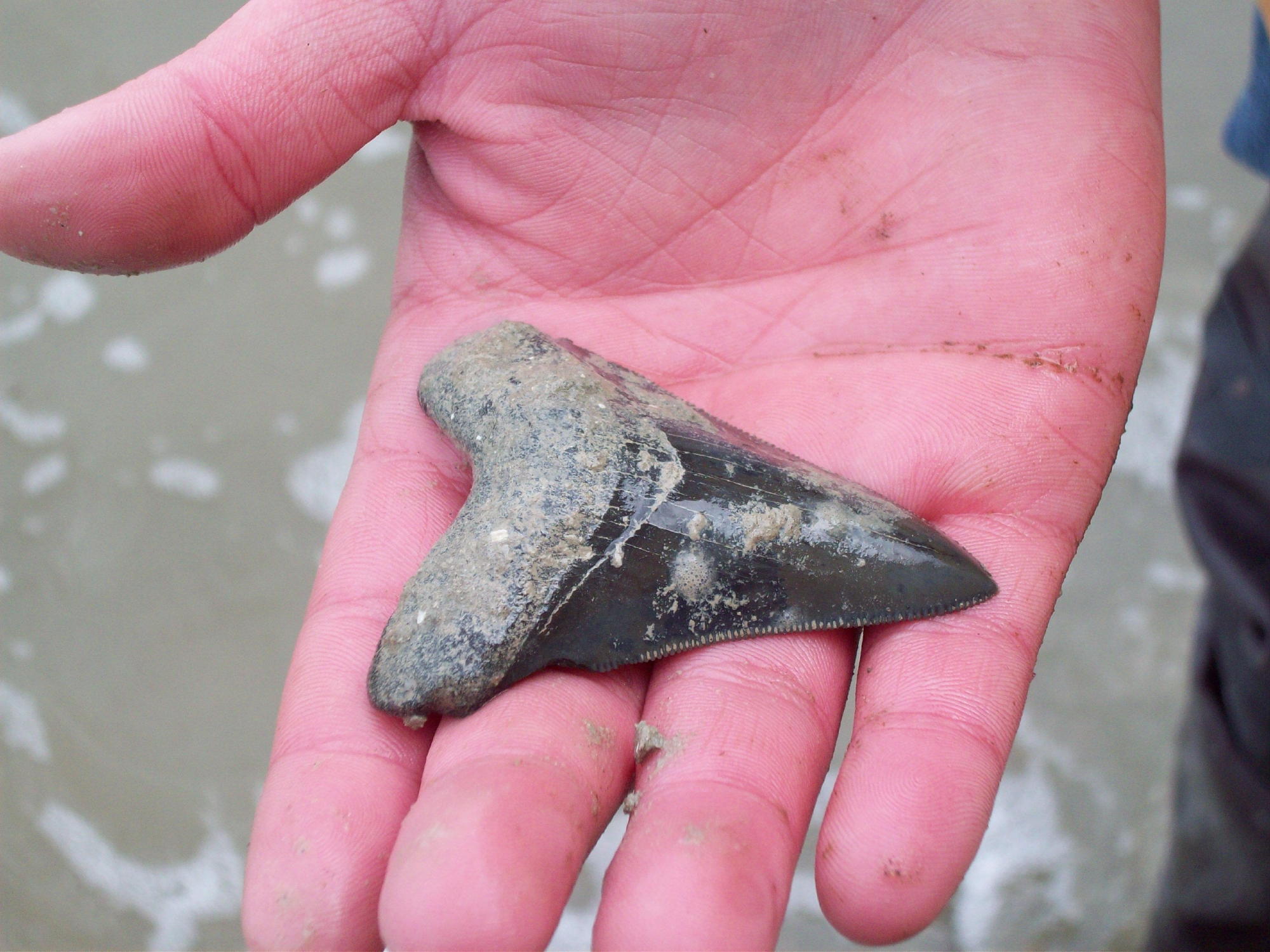 A Little Bit Of Everything And A 3inch Meg - Fossil Hunting Trips - The ...
