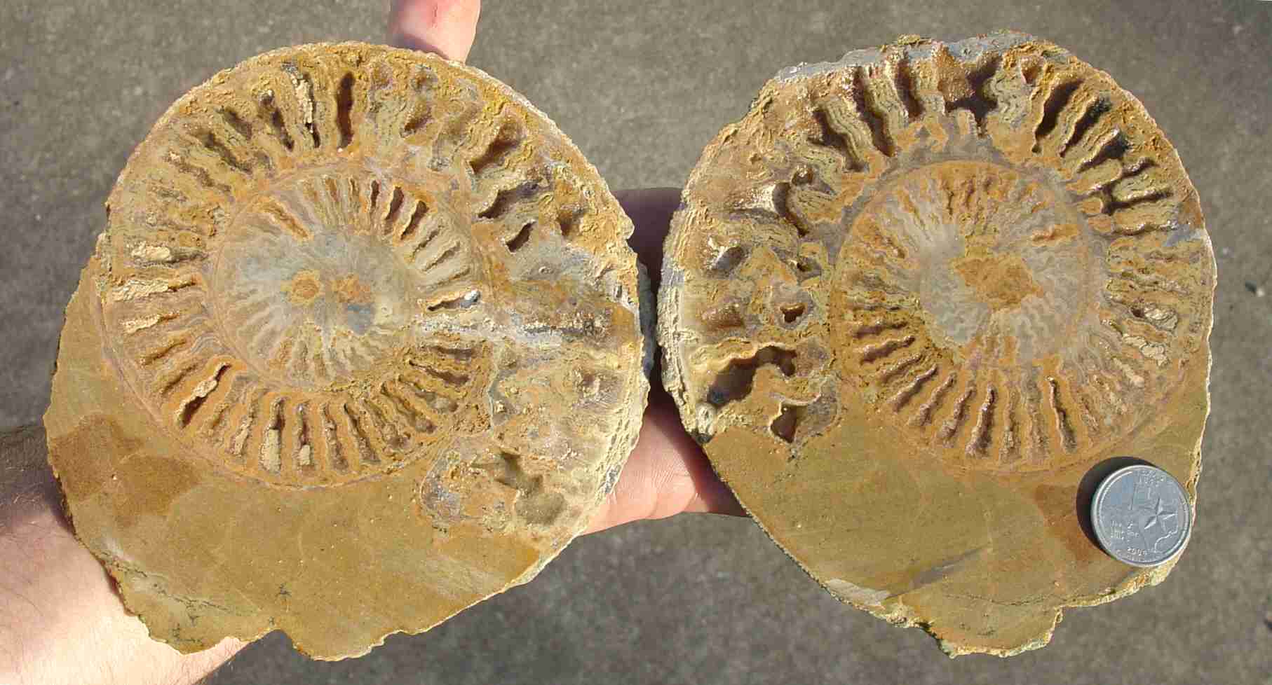 Texas Sphenodiscus Project - Fossil Hunting Trips - The Fossil Forum