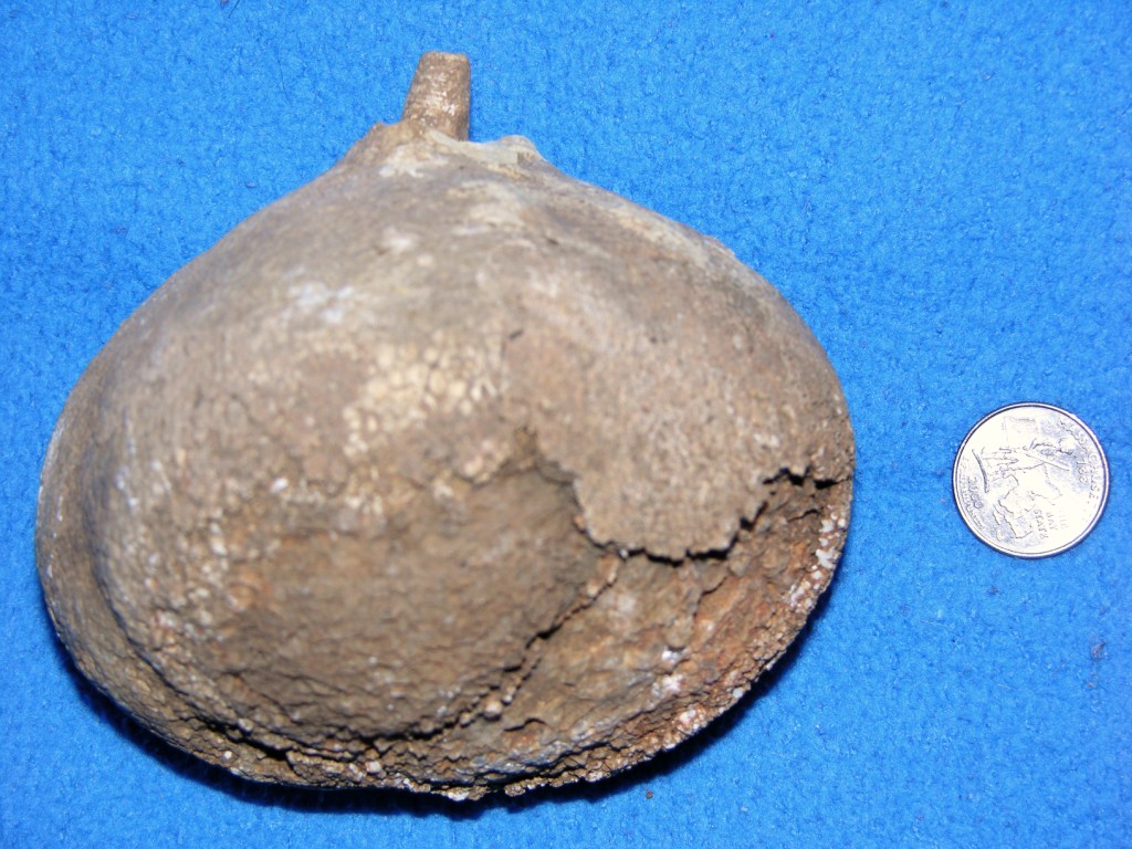 Fossil Fruit? - Fossil ID - The Fossil Forum
