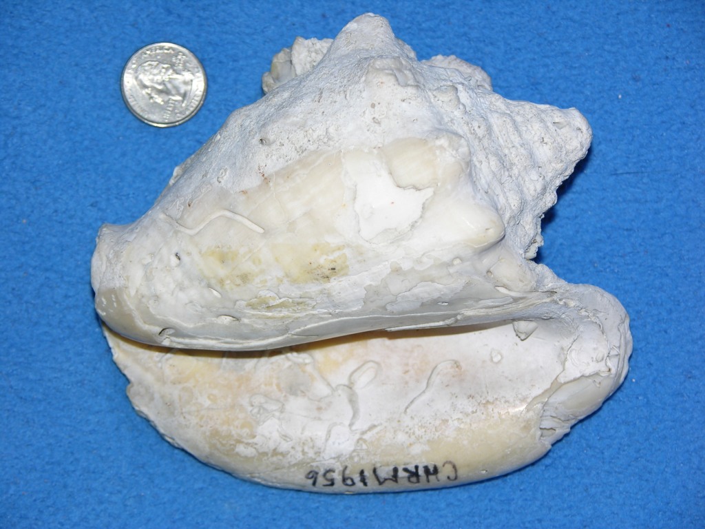 Some Specimen Shells Iii - Member Collections - The Fossil Forum