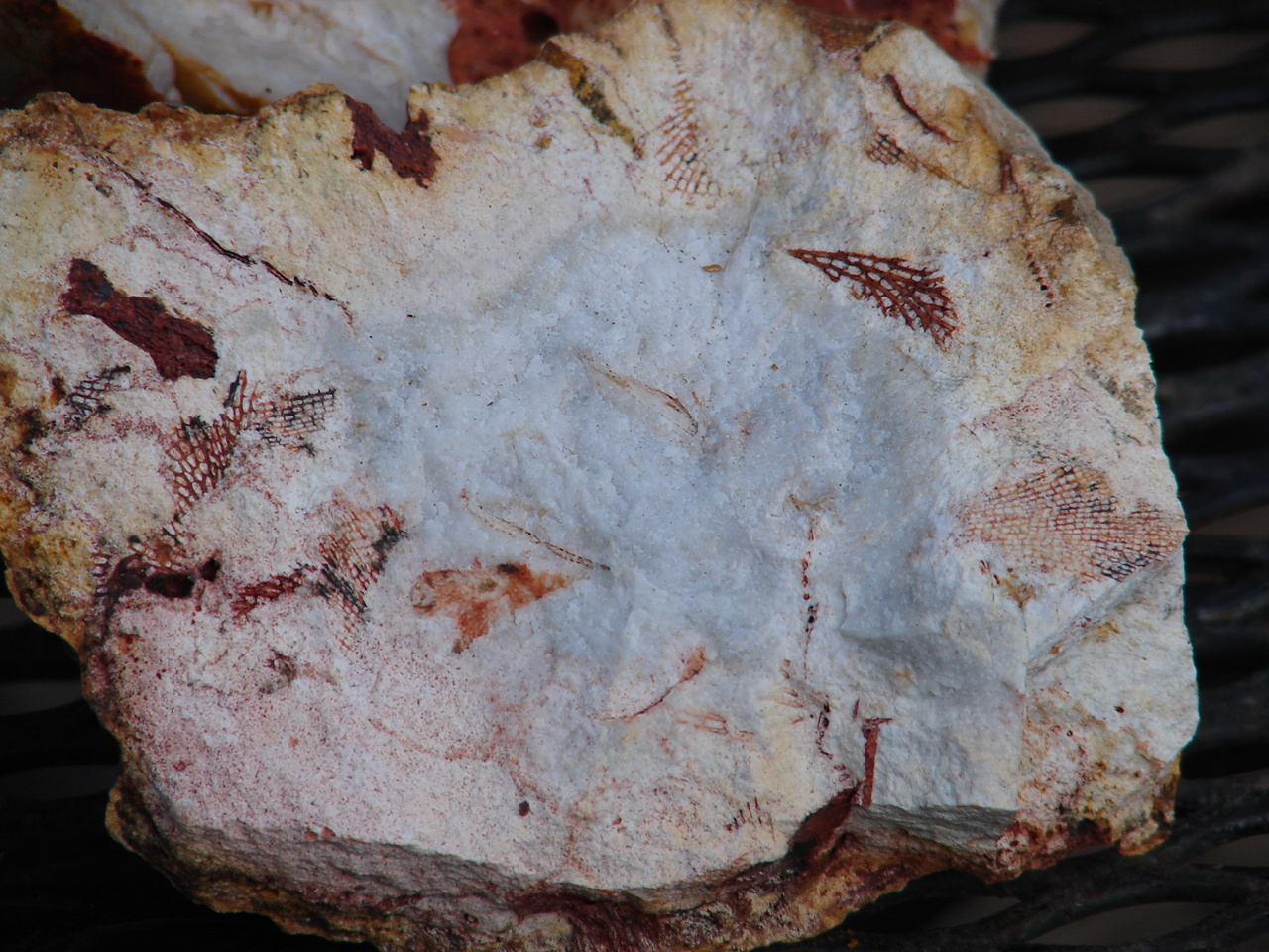 A Couple More N. Arkansas Fossils - Fossil ID - The Fossil Forum