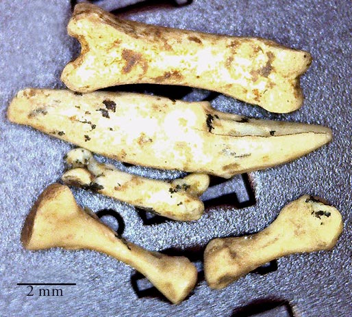 Microfossil Ids - Fossil ID - The Fossil Forum