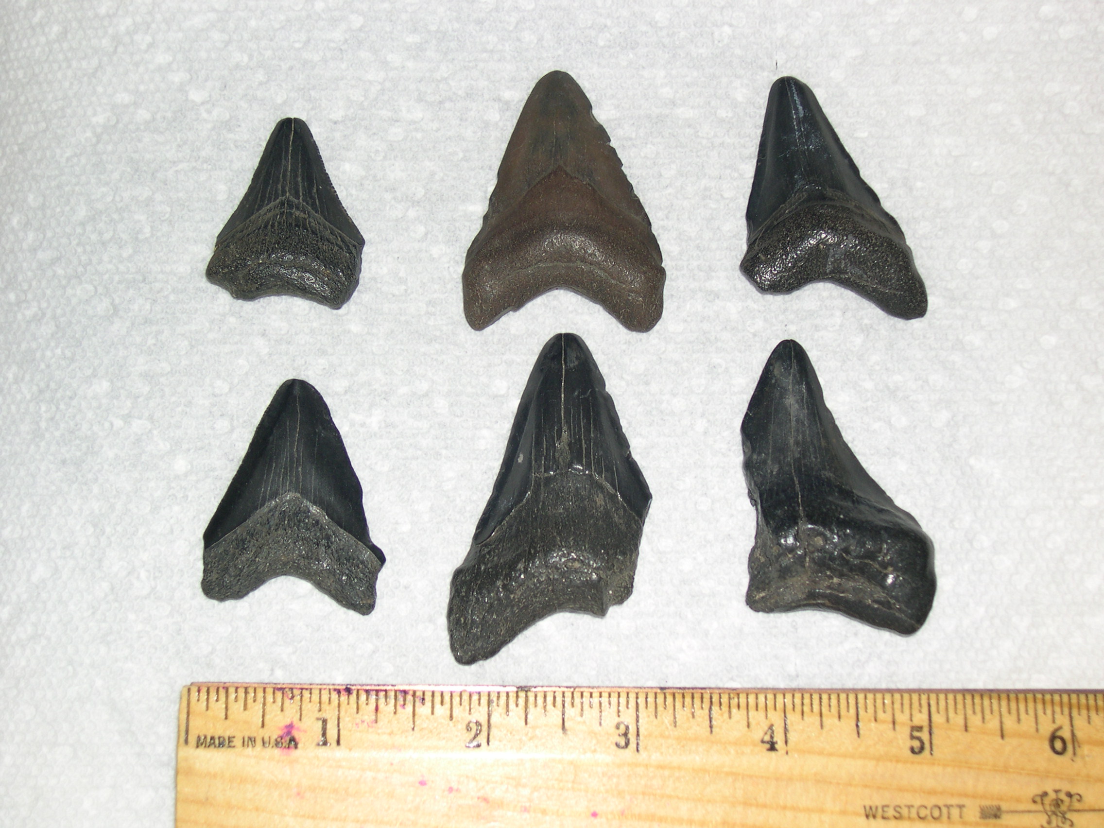 Oh The Joy, Oh The Horror - Fossil Hunting Trips - The Fossil Forum