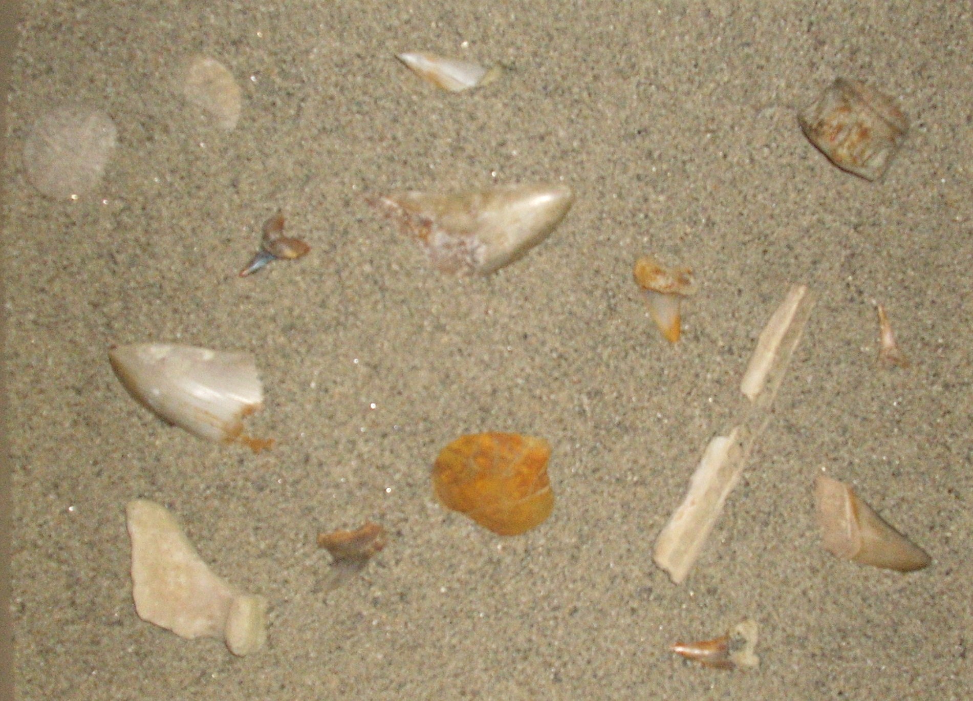 Fossil "zen Sand Garden" - Member Collections - The Fossil Forum