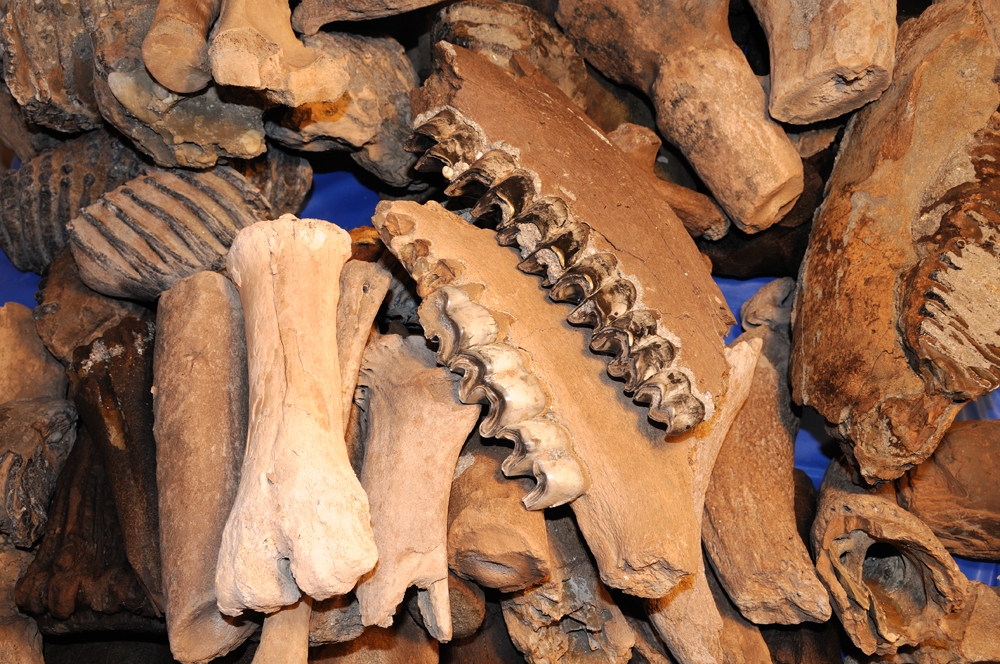 New Bones - Member Collections - The Fossil Forum