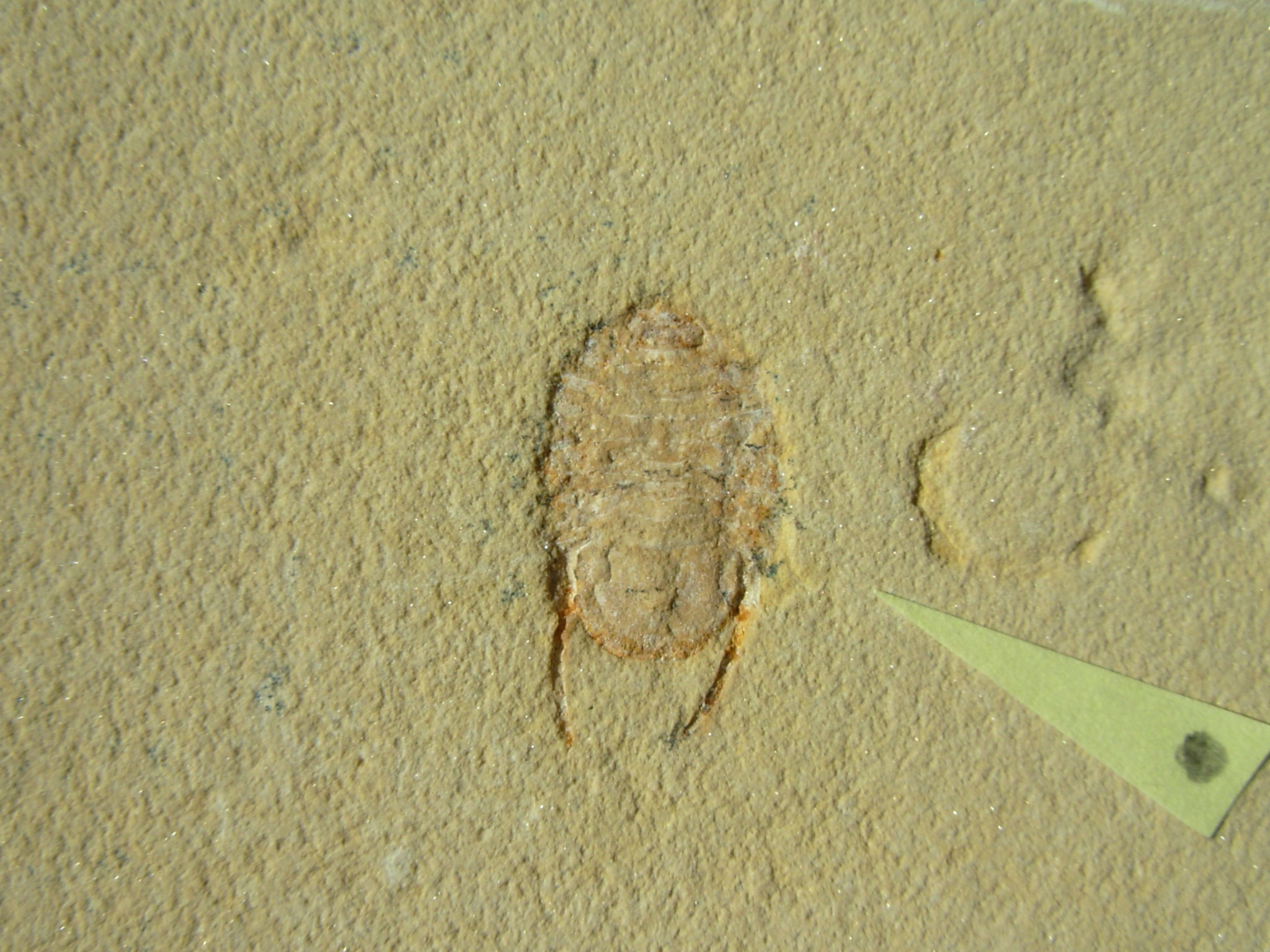 Giant Isopods - General Fossil Discussion - The Fossil Forum