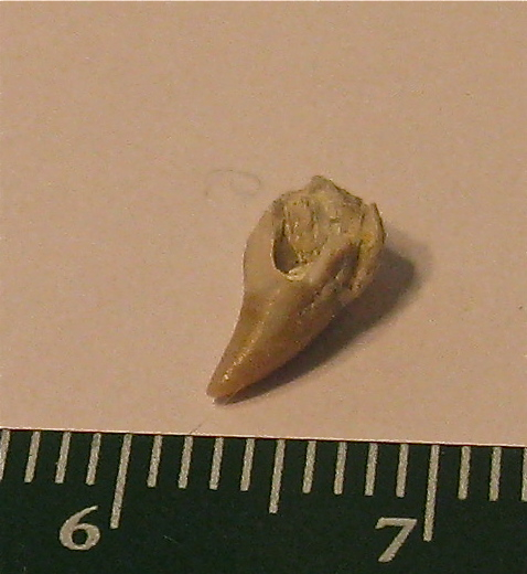 Cretaceous Marine Tooth? - Fossil ID - The Fossil Forum