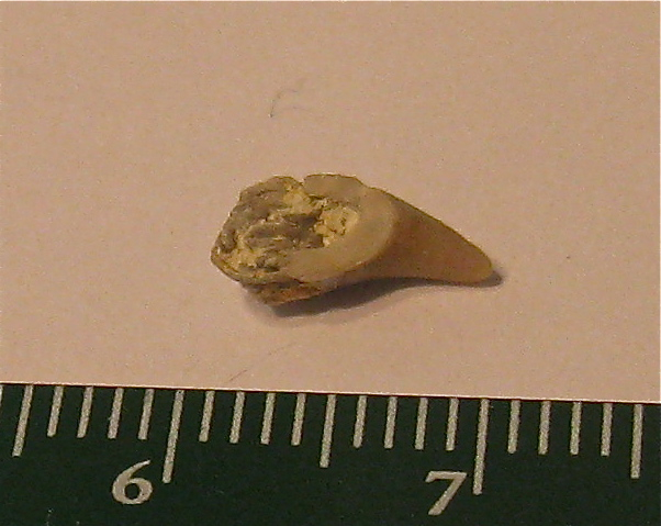 Cretaceous Marine Tooth? - Fossil ID - The Fossil Forum