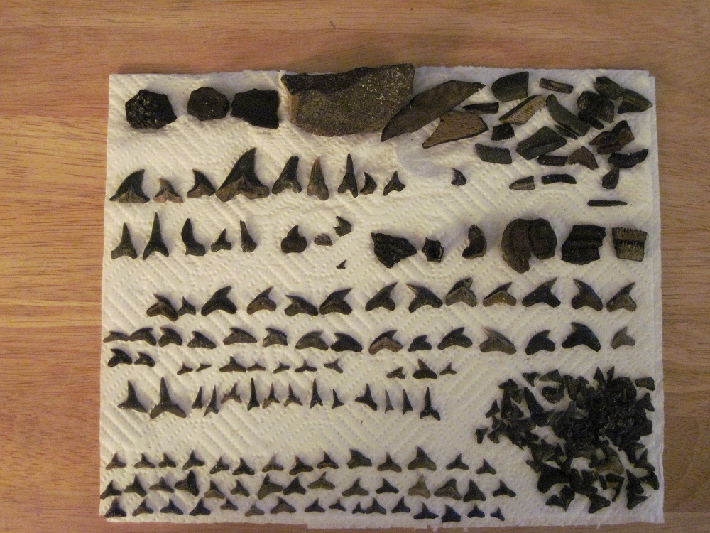 Chesapeake Trip Report - Fossil Hunting Trips - The Fossil Forum