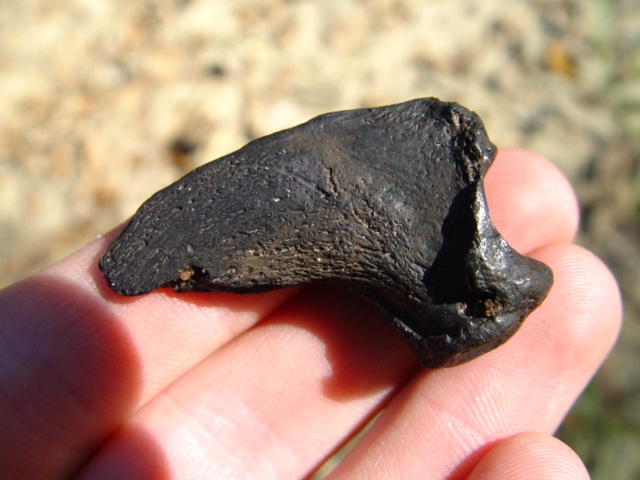 Some Recent Finds - Fossil Hunting Trips - The Fossil Forum