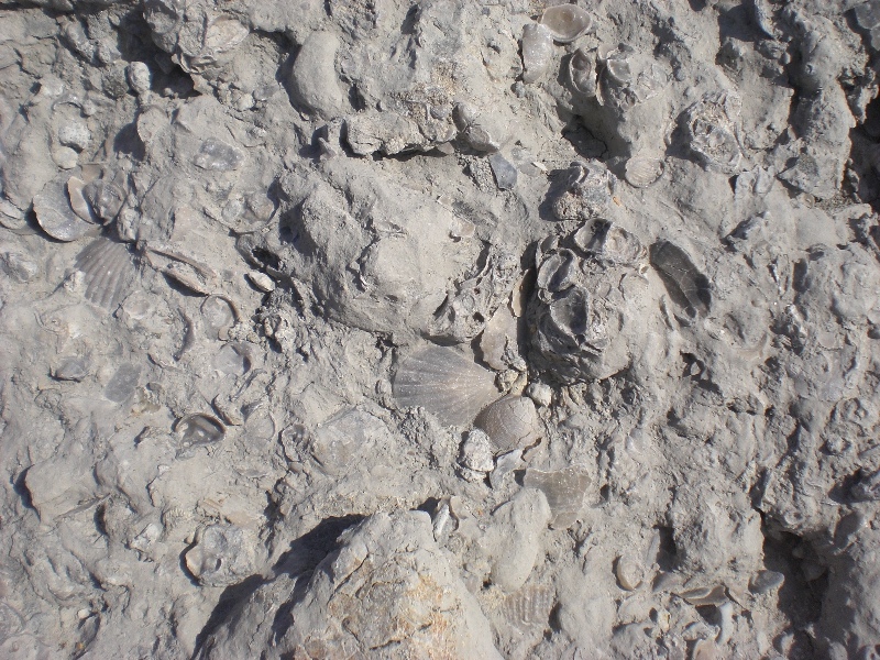 A Sunny Day In The Black Cows Cliffs - Fossil Hunting Trips - The ...
