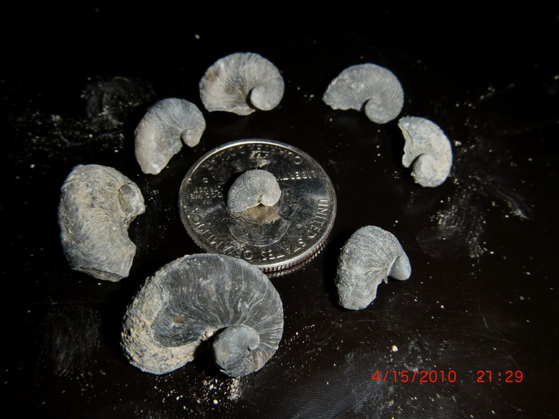 A Few Things...a Mammal Tooth, Oysters, Corals - Fossil ID - The Fossil ...