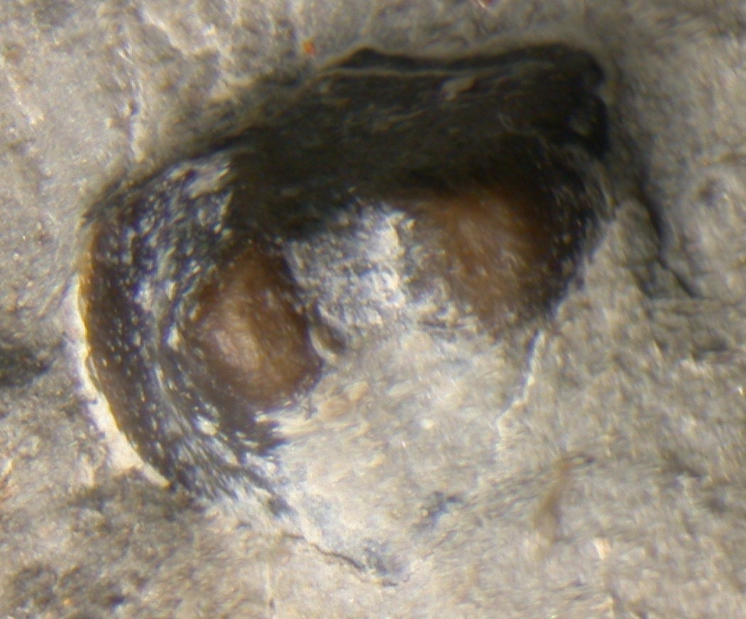 Teeth? Arkona On - Fossil ID - The Fossil Forum