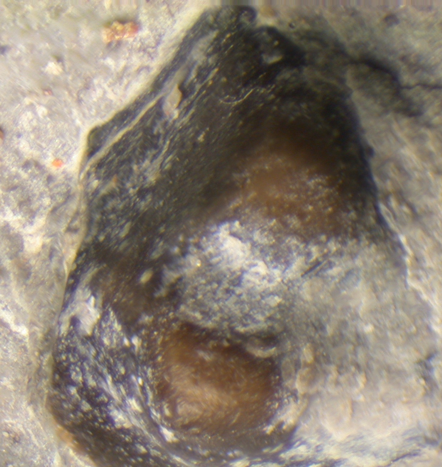 Teeth? Arkona On - Fossil ID - The Fossil Forum