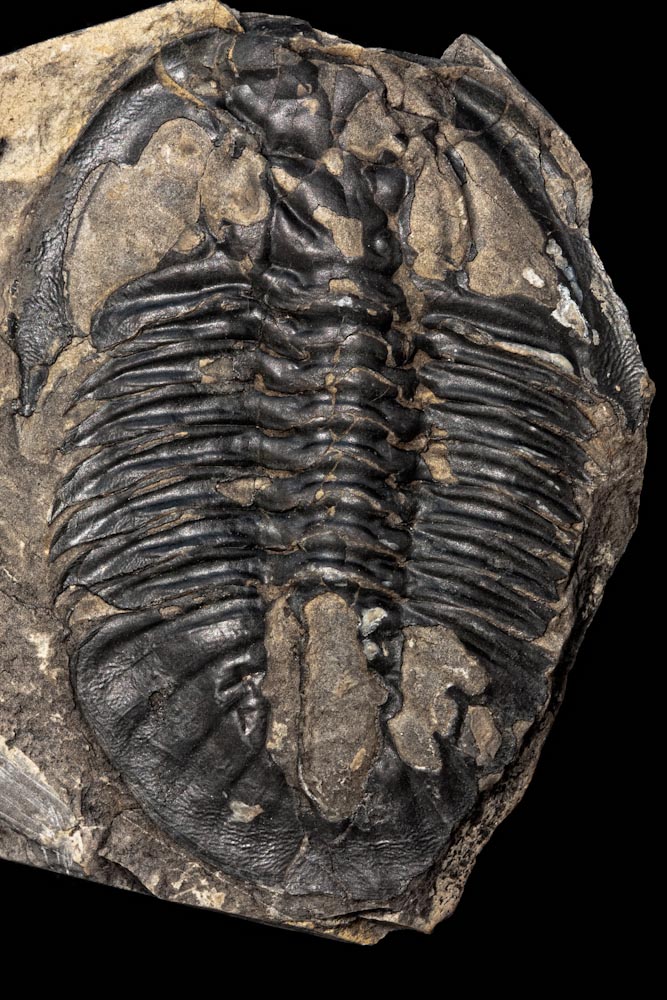Trilobites - Member Collections - The Fossil Forum