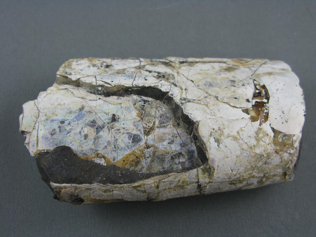 Baculite? - Fossil ID - The Fossil Forum