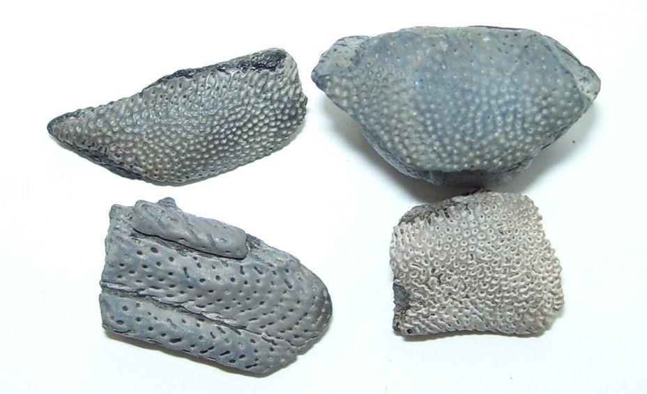Paleozoic Shark Tooth? - Fossil ID - The Fossil Forum