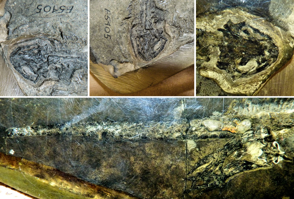University Oregon Fossil Collection - General Fossil Discussion - The ...