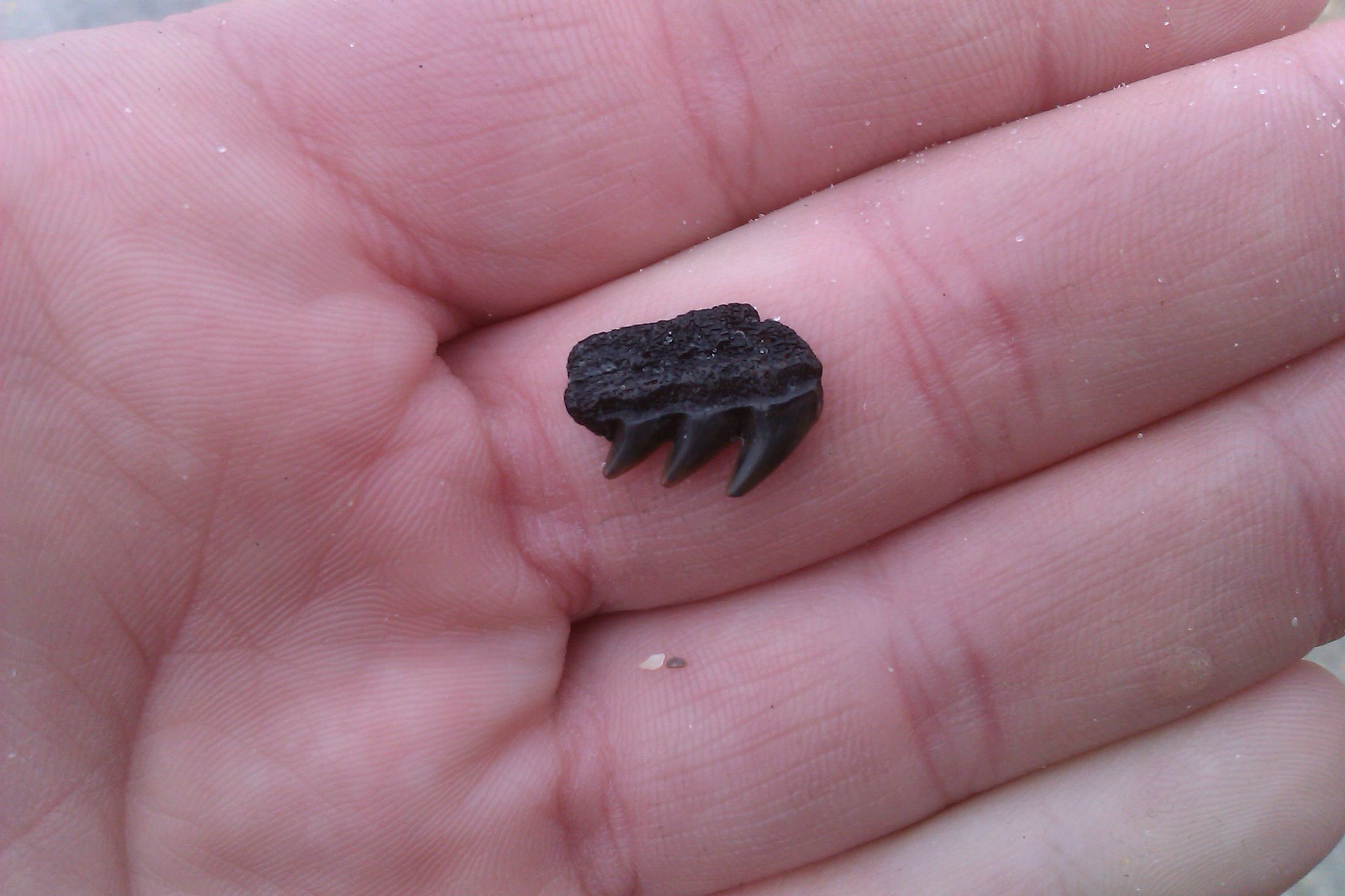 First Cow Shark Tooth - Fossil Hunting Trips - The Fossil Forum