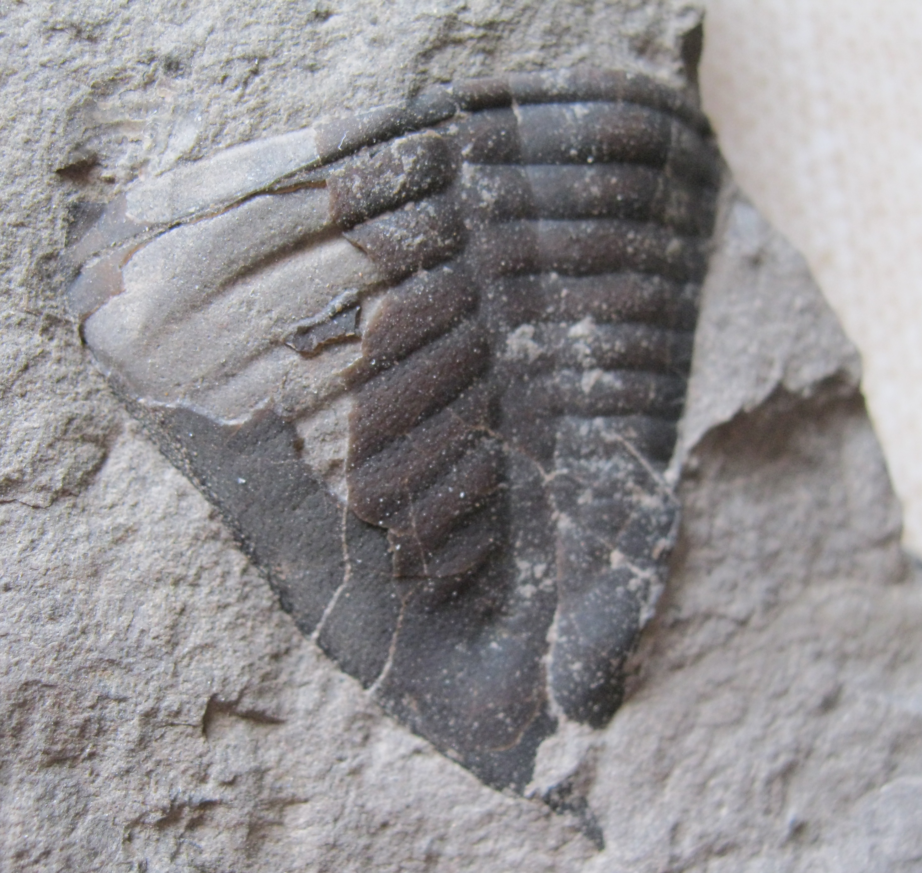 Show Us Your Rochester Shale Fossils - General Fossil Discussion - The ...