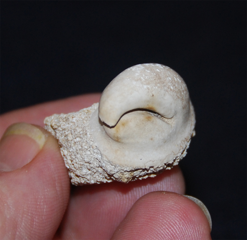 West Florida Limestone Fossil - Fossil ID - The Fossil Forum