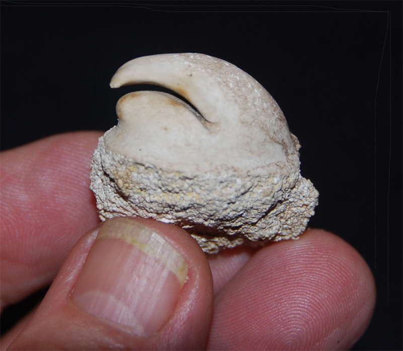 West Florida Limestone Fossil - Fossil ID - The Fossil Forum