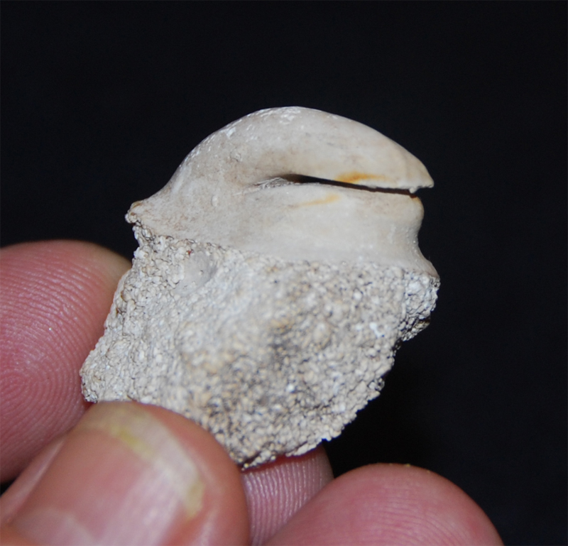 West Florida Limestone Fossil - Fossil ID - The Fossil Forum