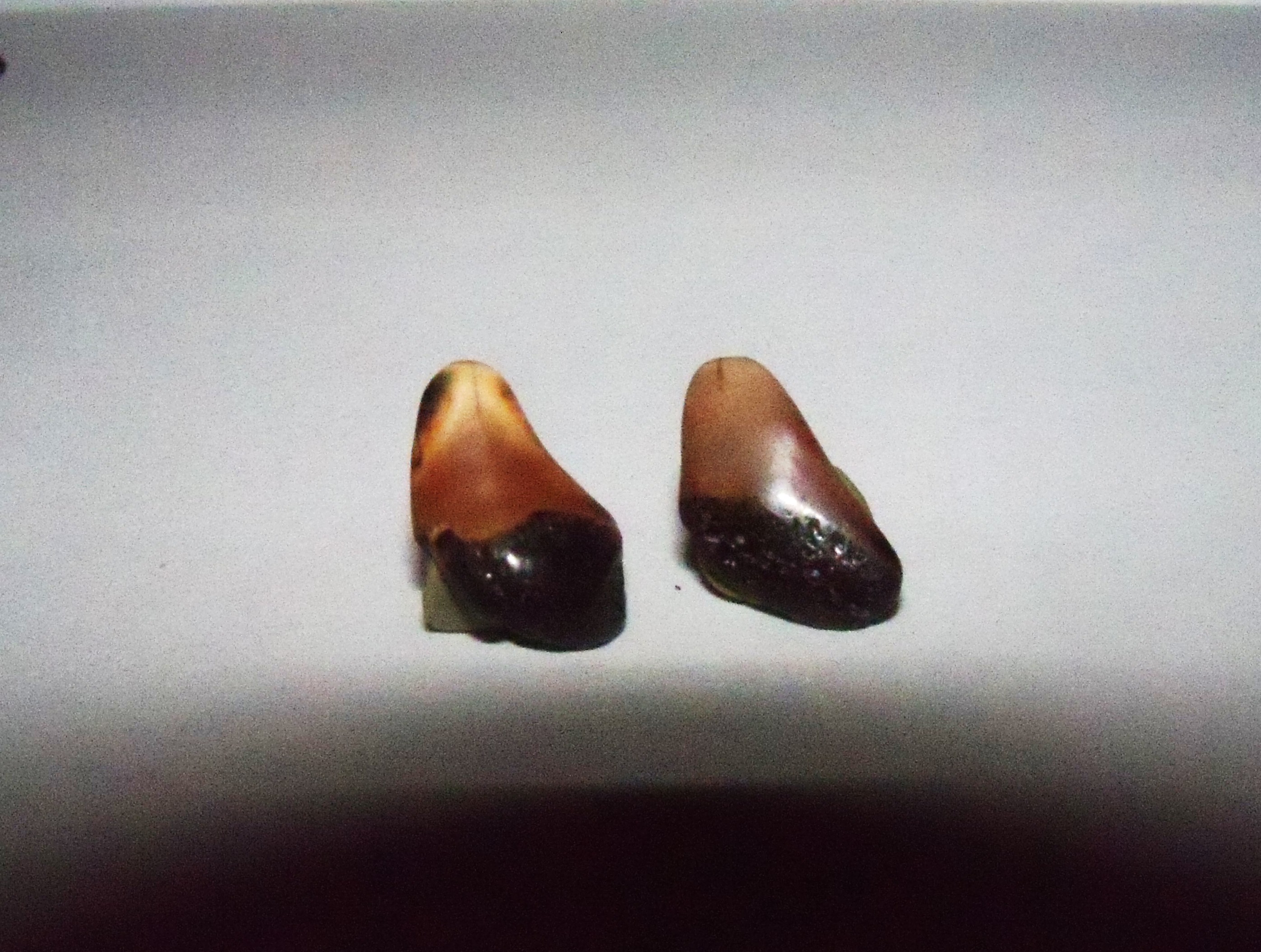 Small Megalodon Teeth? - Fossil ID - The Fossil Forum