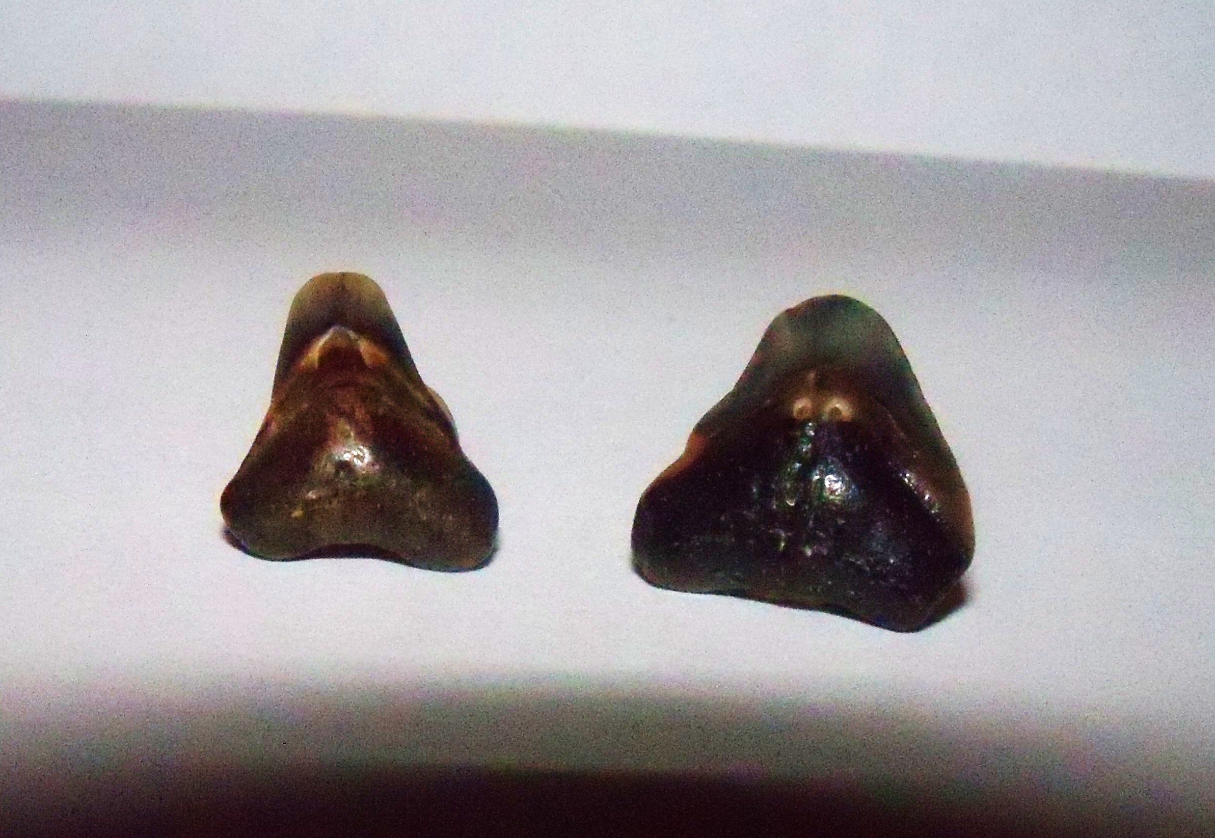 Small Megalodon Teeth? - Fossil ID - The Fossil Forum